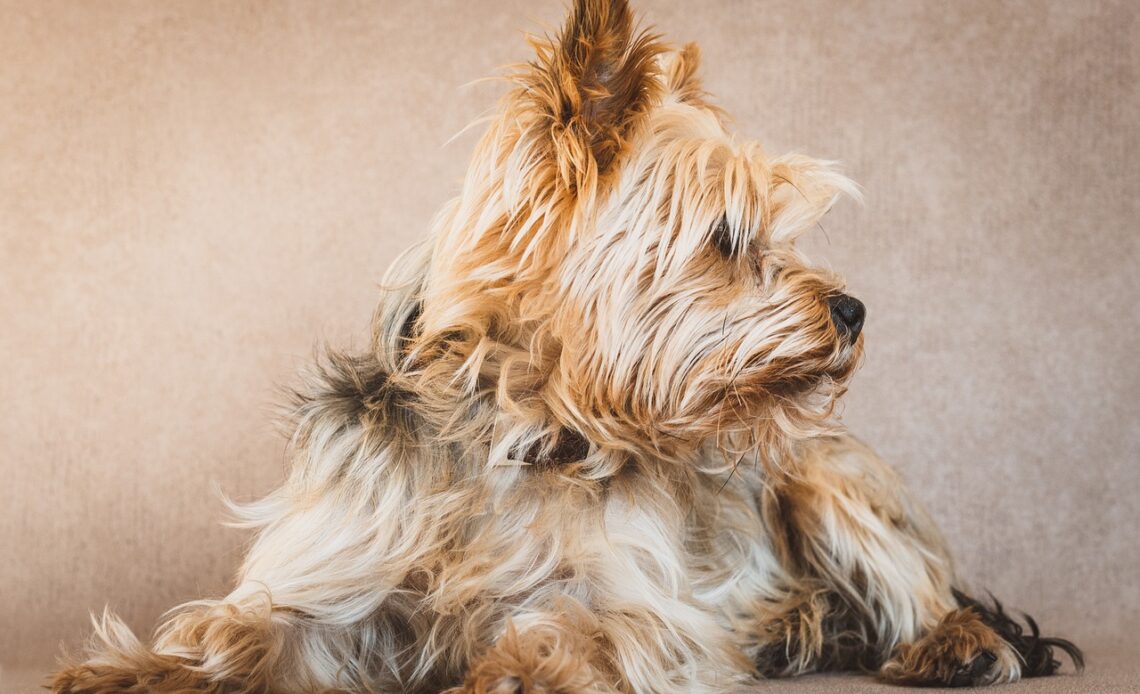 Skypoo: Een Poedel & Yorkshire Terrier kruising [Foto's] - HondjesGids