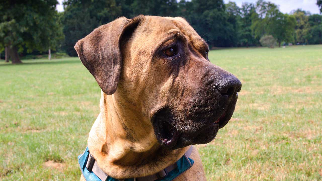 Tosa Inu: Geschiedenis en Karakter [Foto's] - HondjesGids