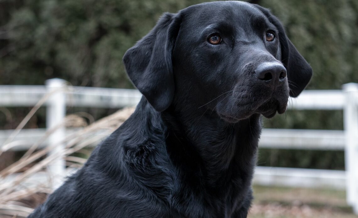 Zwarte Labrador: Karakter en Verzorging [Foto's] - HondjesGids