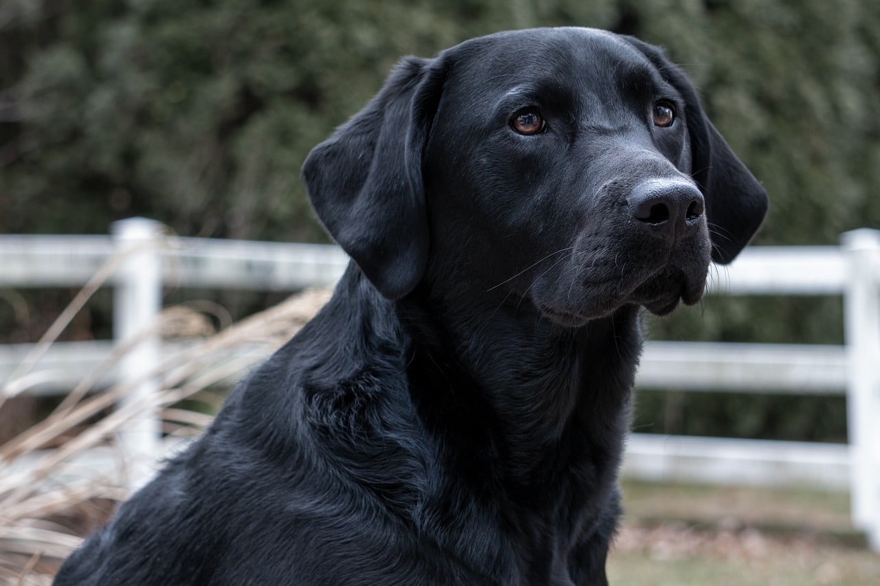 Zwarte Labrador: Karakter en Verzorging [Foto's] - HondjesGids