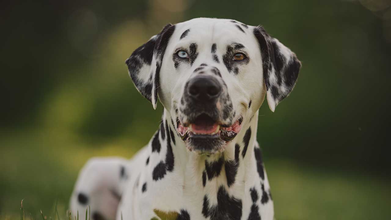 Dalmador: Een Labrador & Dalmatier kruising [Foto's] - HondjesGids
