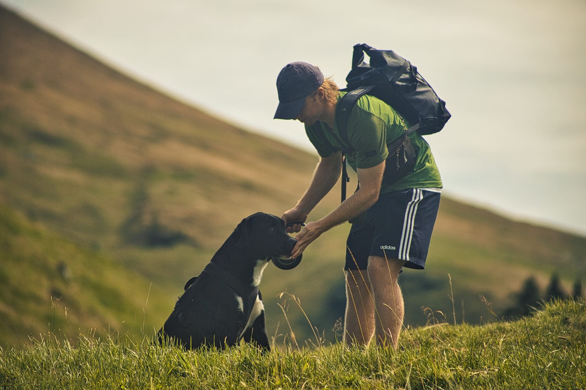 Hoe oud wordt een hond? Dit moet je weten! - HondjesGids